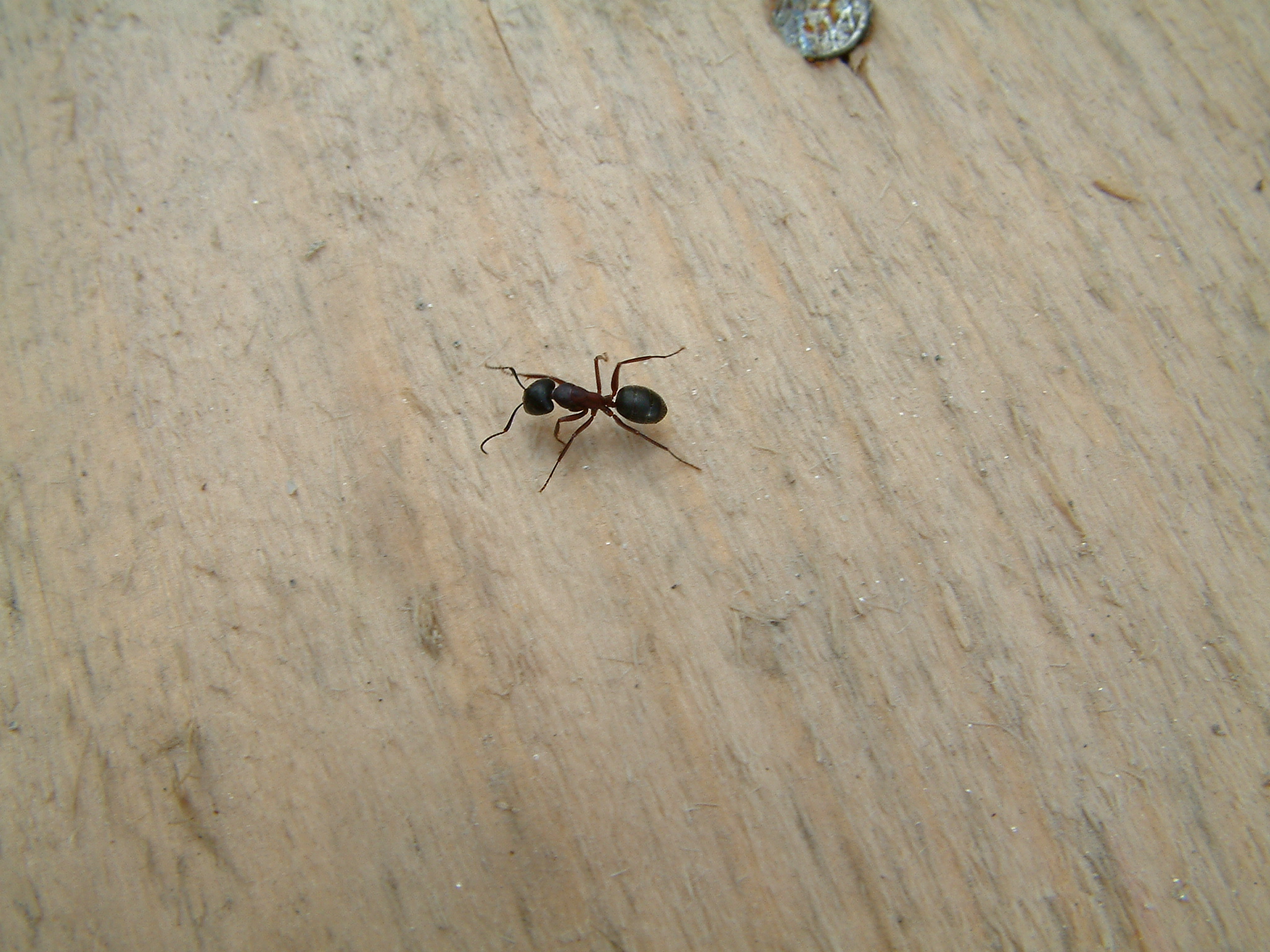 An ant called Declan – nukelearfishing